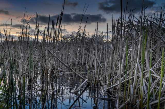How to Model Dead Reeds or Rushes - Kathy Millatt Modelling